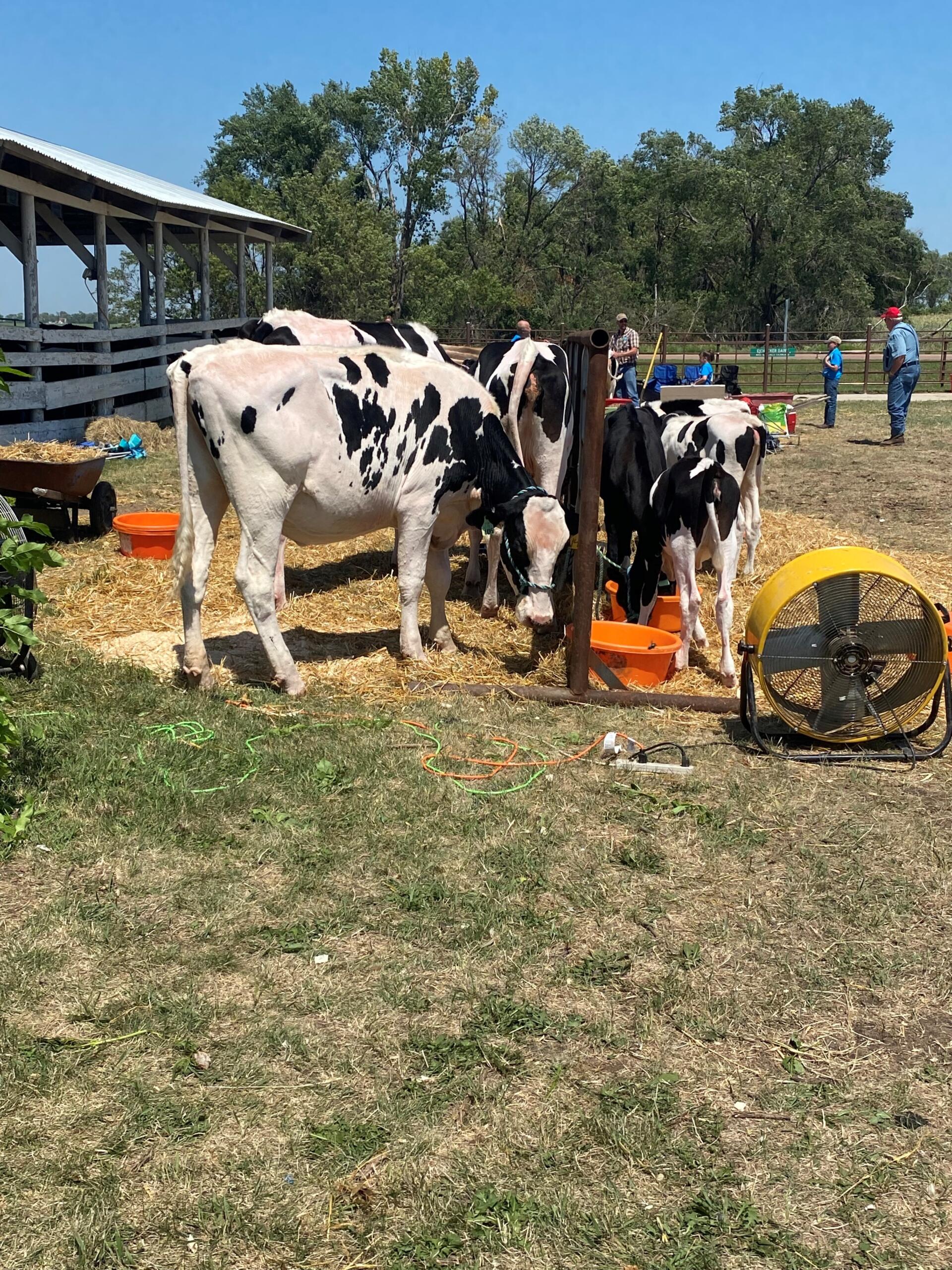 McCook County 4-H Achievement Days 2022 - Mitchell Now