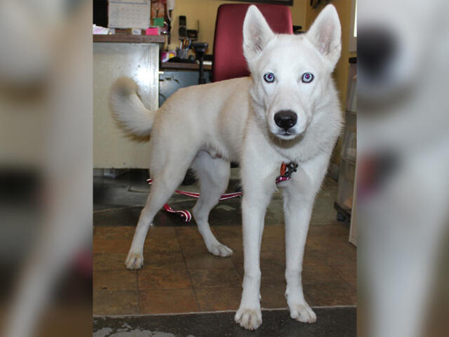 Pet of the Week Archives - Mitchell Now