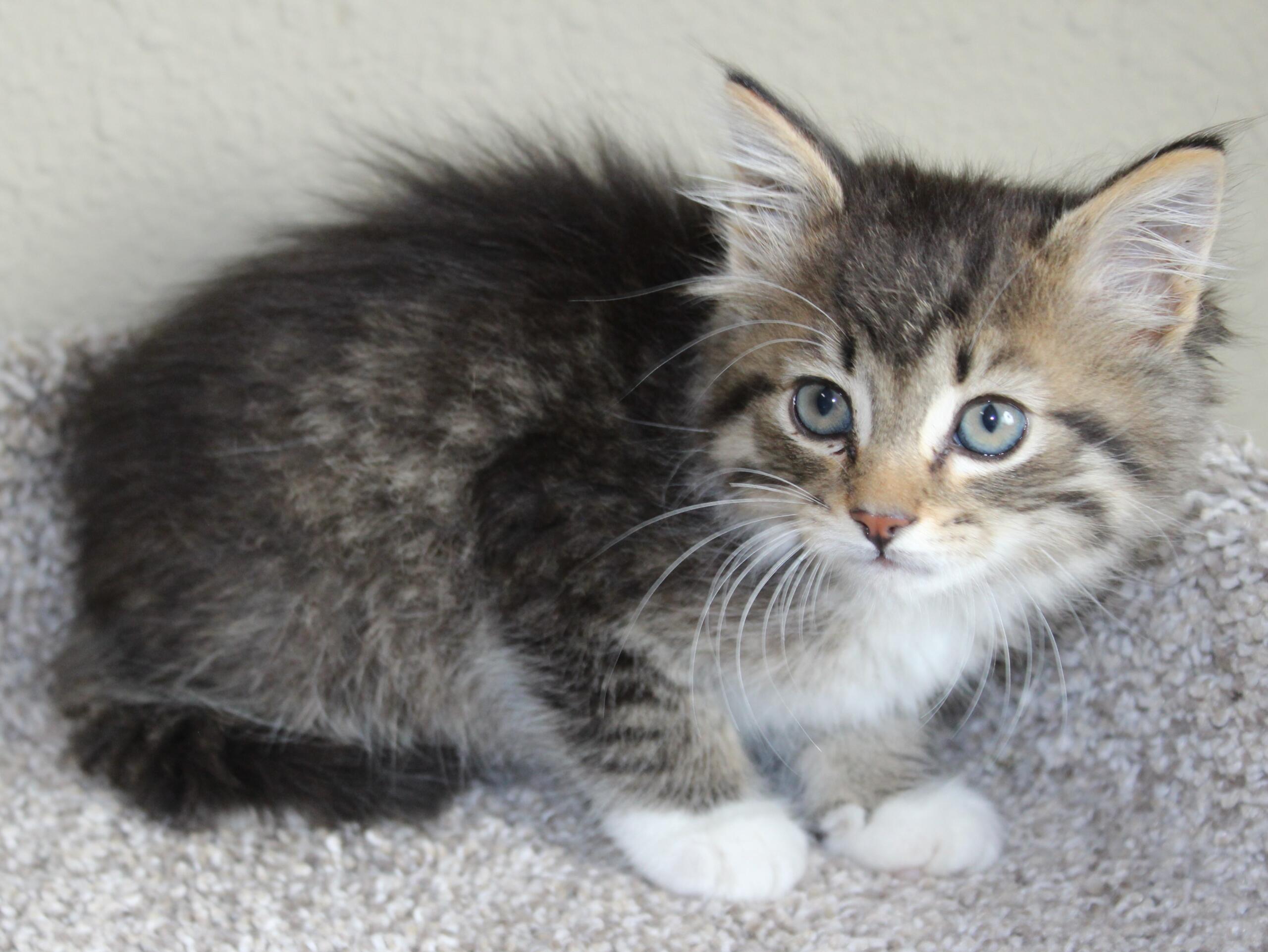 Stevie the Cat - Mitchell Now