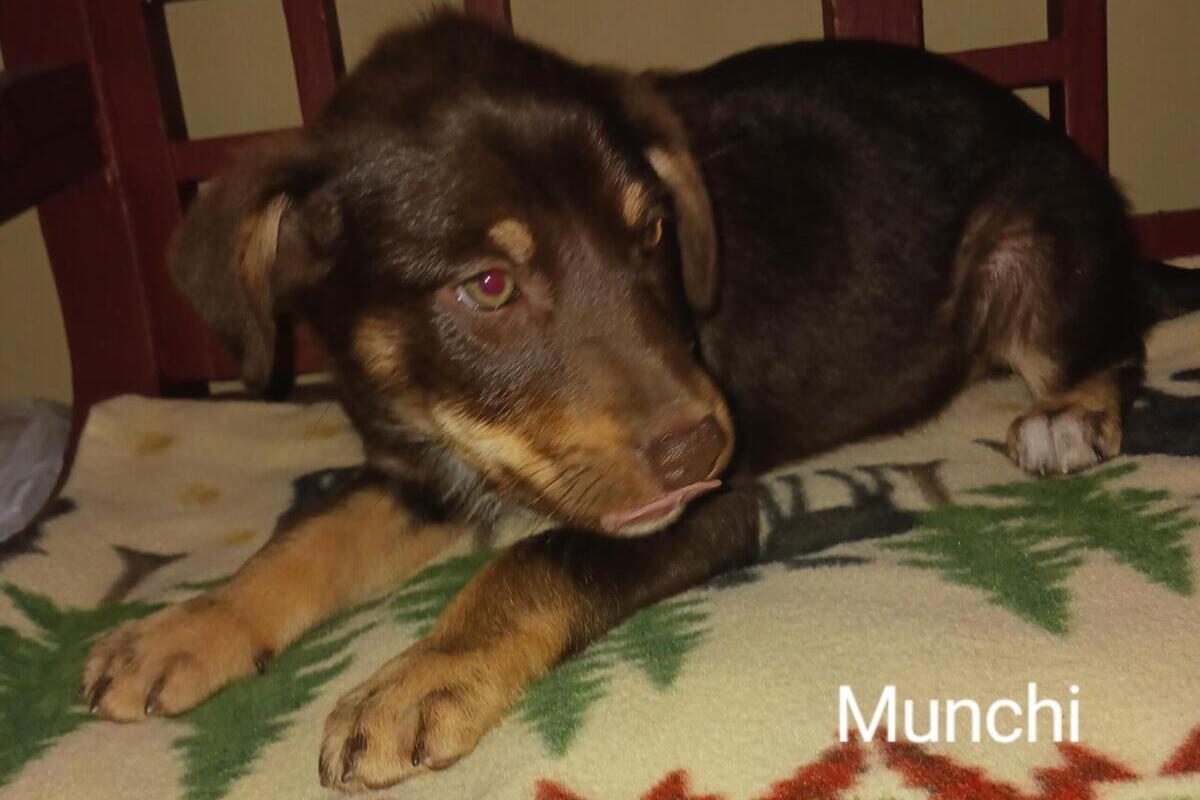 Munchie the Dog - Mitchell Now