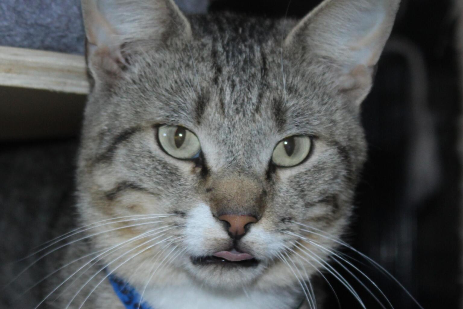Bogey the Cat (Beadle County Humane Society) | KMIT 105.9 FM