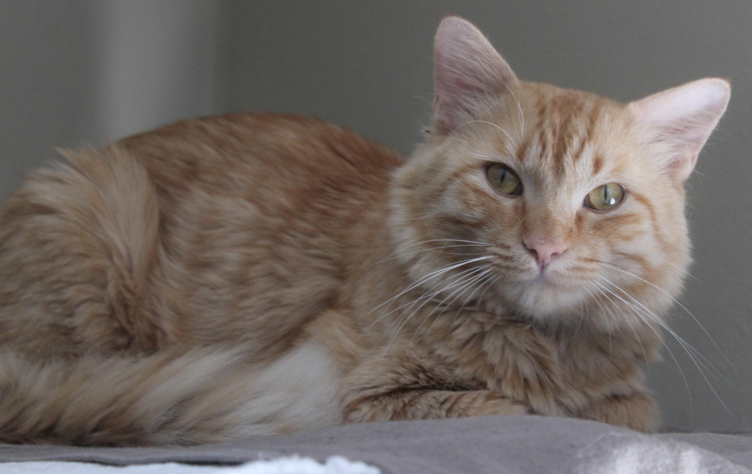 Buzz the Cat - Mitchell Now