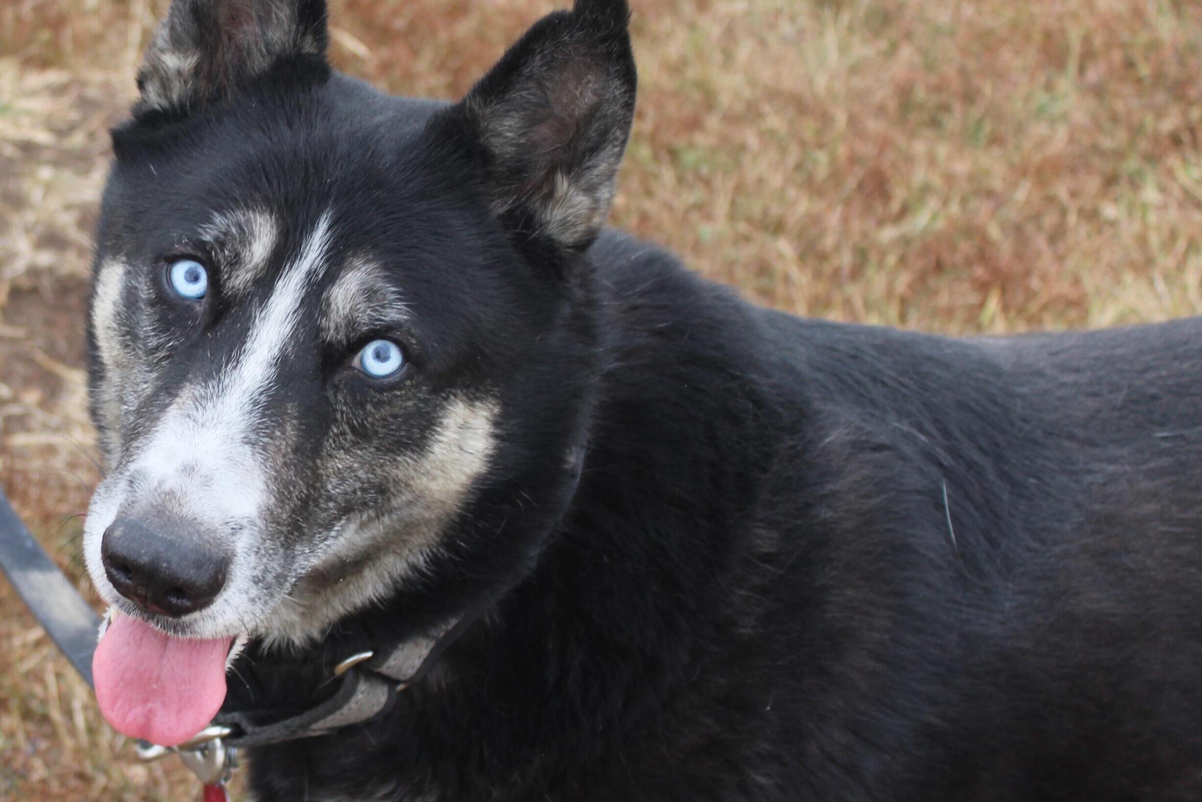 Loki the Dog (Beadle County Humane Society) - Mitchell Now