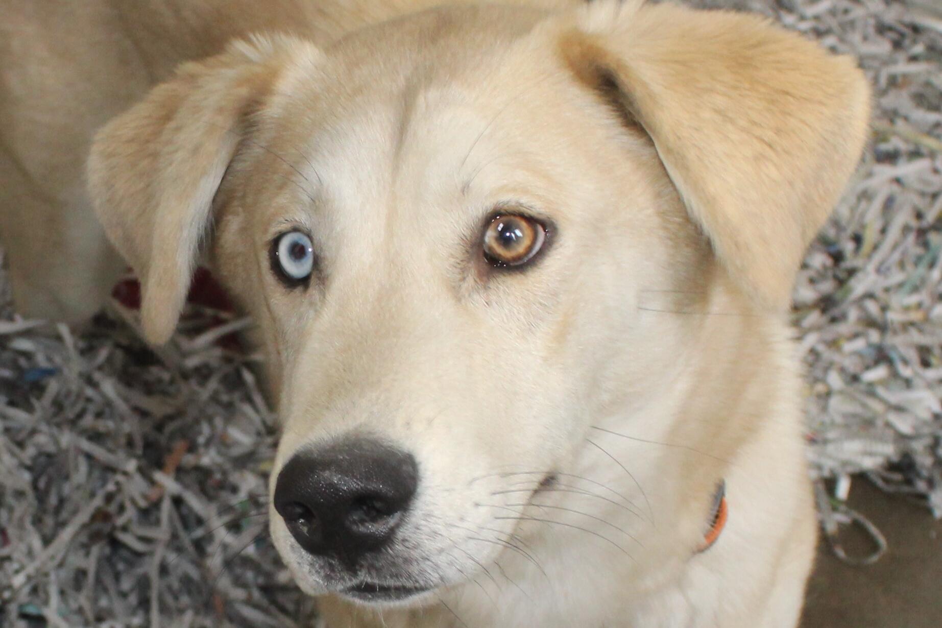 Tanner the Dog (Beadle County Humane Society) - Mitchell Now