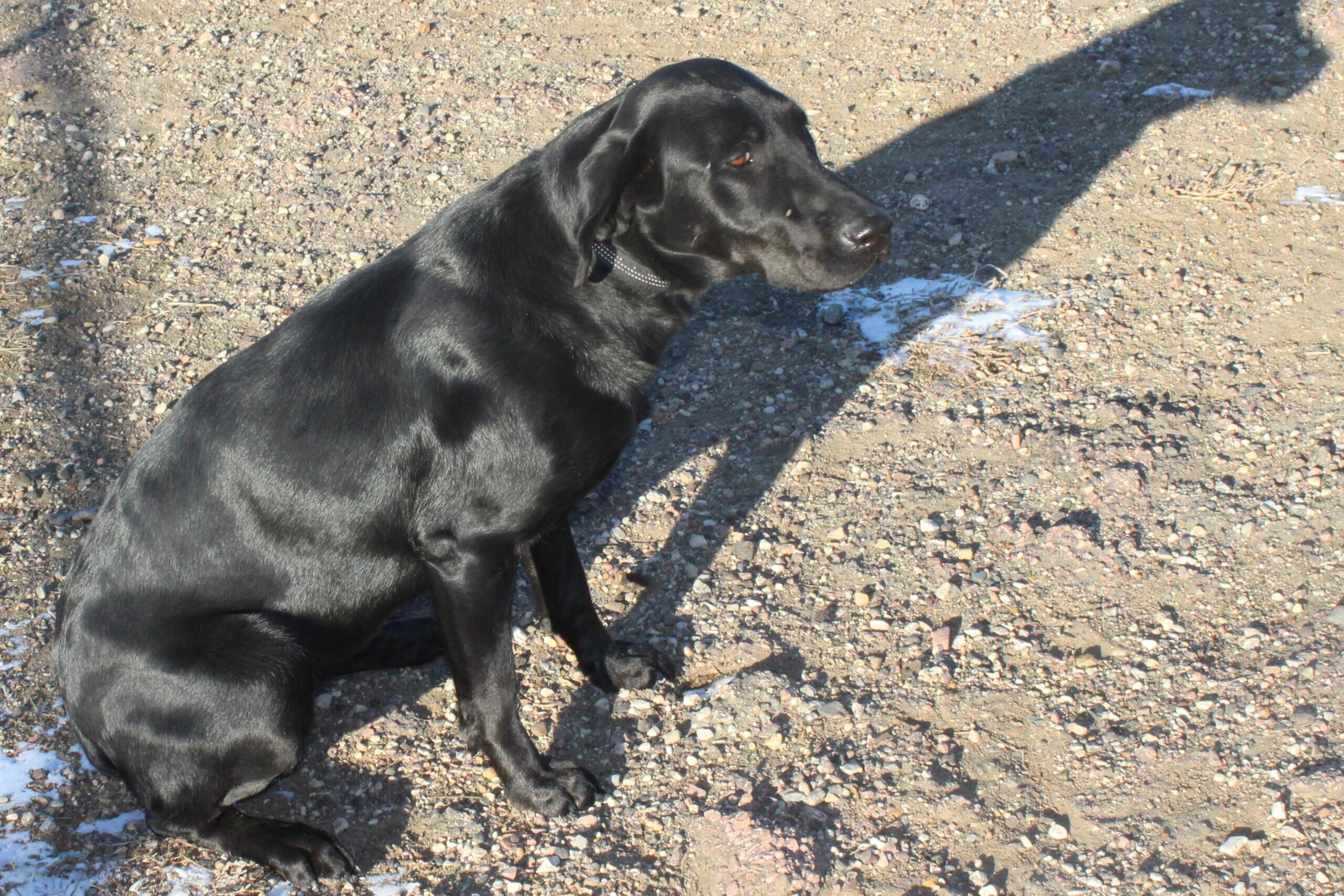 Dancer the Dog (Beadle County Humane Society) - Mitchell Now
