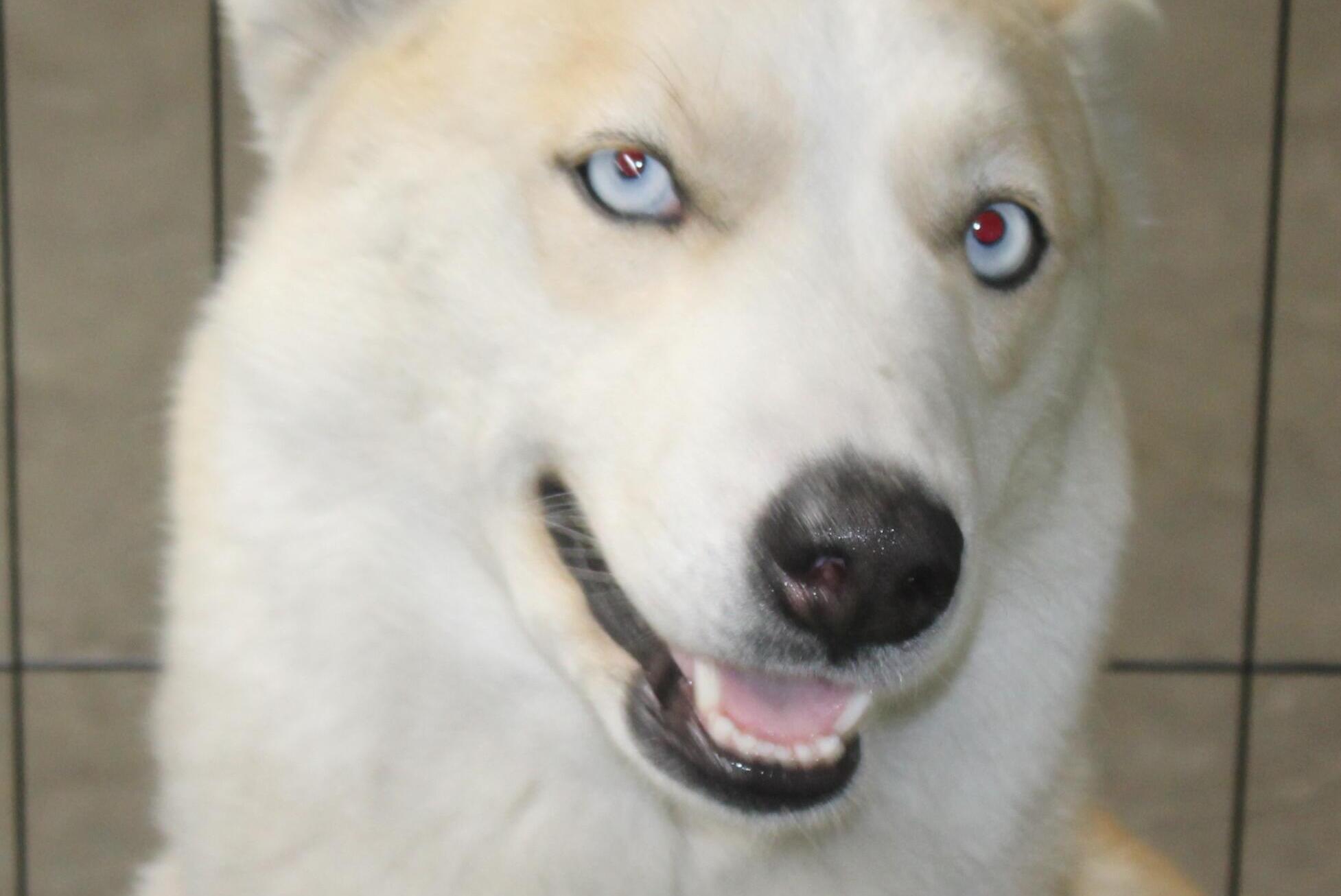 Emma the Dog (Beadle County Humane Society) - Mitchell Now