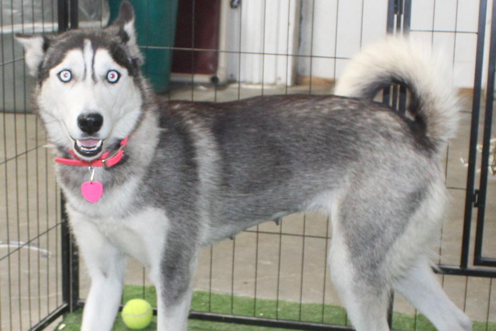 Penny the Dog (Beadle County Humane Society) | KMIT 105.9 FM