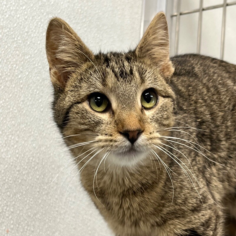 Nova the Cat (Heartland Humane Society ) | KMIT 105.9 FM