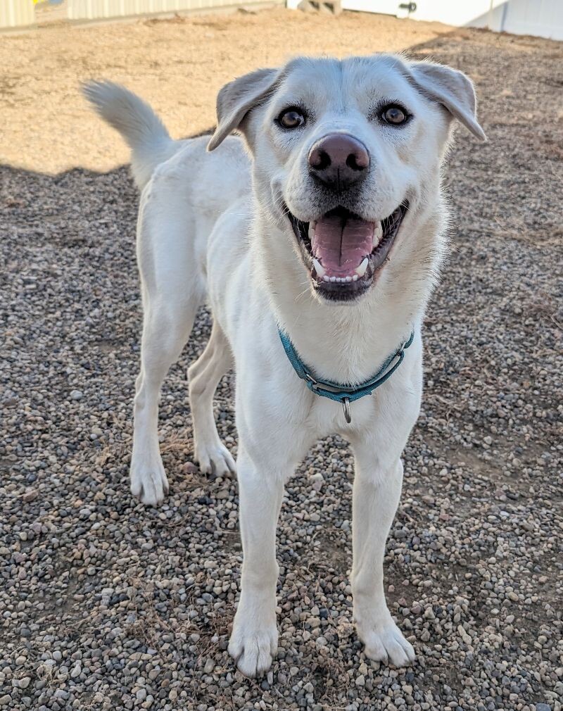 Glacier: Heartland Humane Society - Mitchell Now